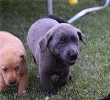 Cuccioli di Labrador Disponibili